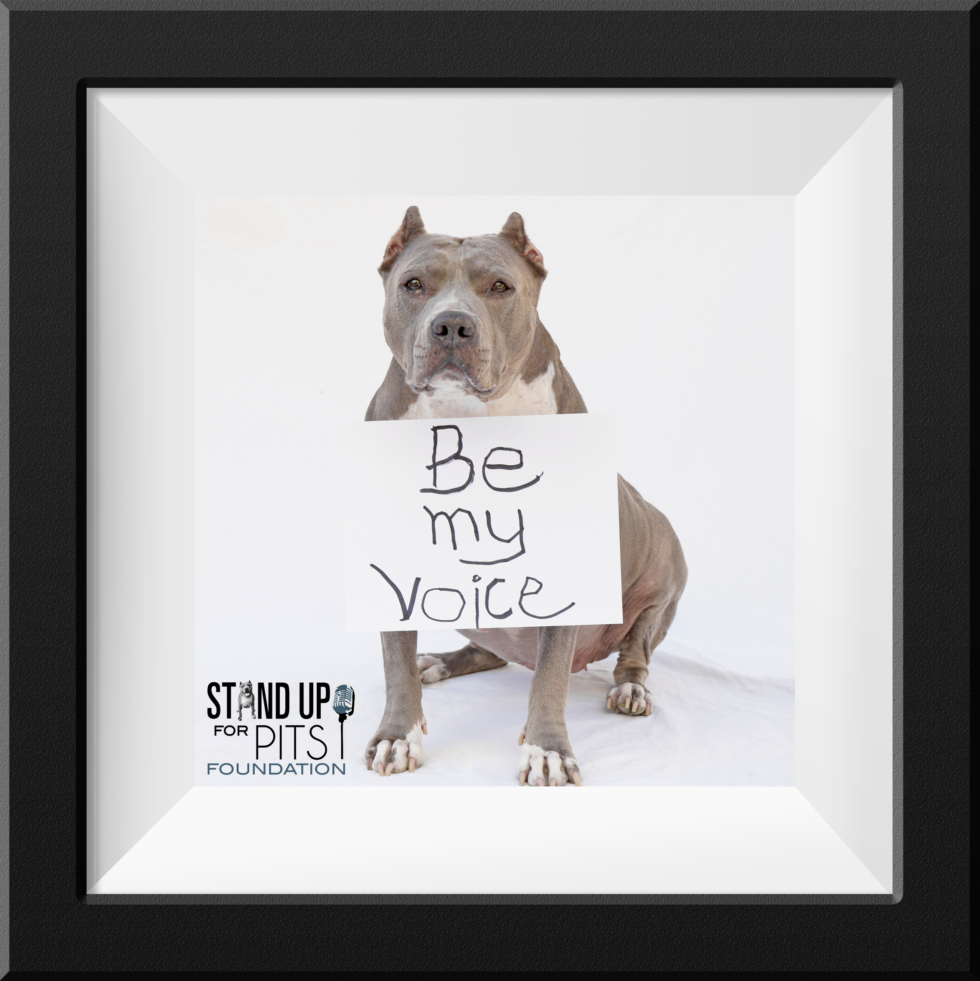 ROCKY HAS BEEN ADOPTED!!! - Stand Up For Pits Foundation